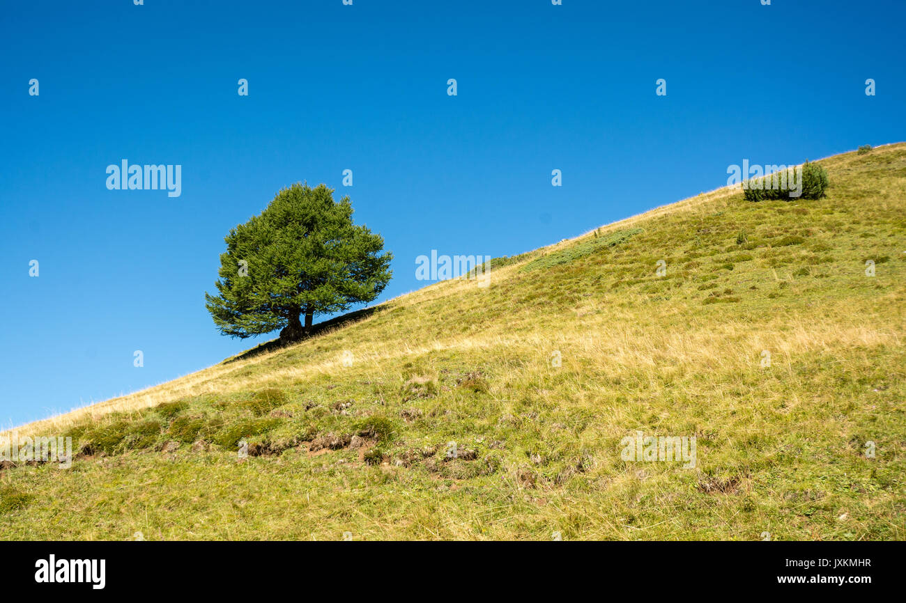 Mountain meadow with a lone tree and a blue sky on a summer day Stock ...