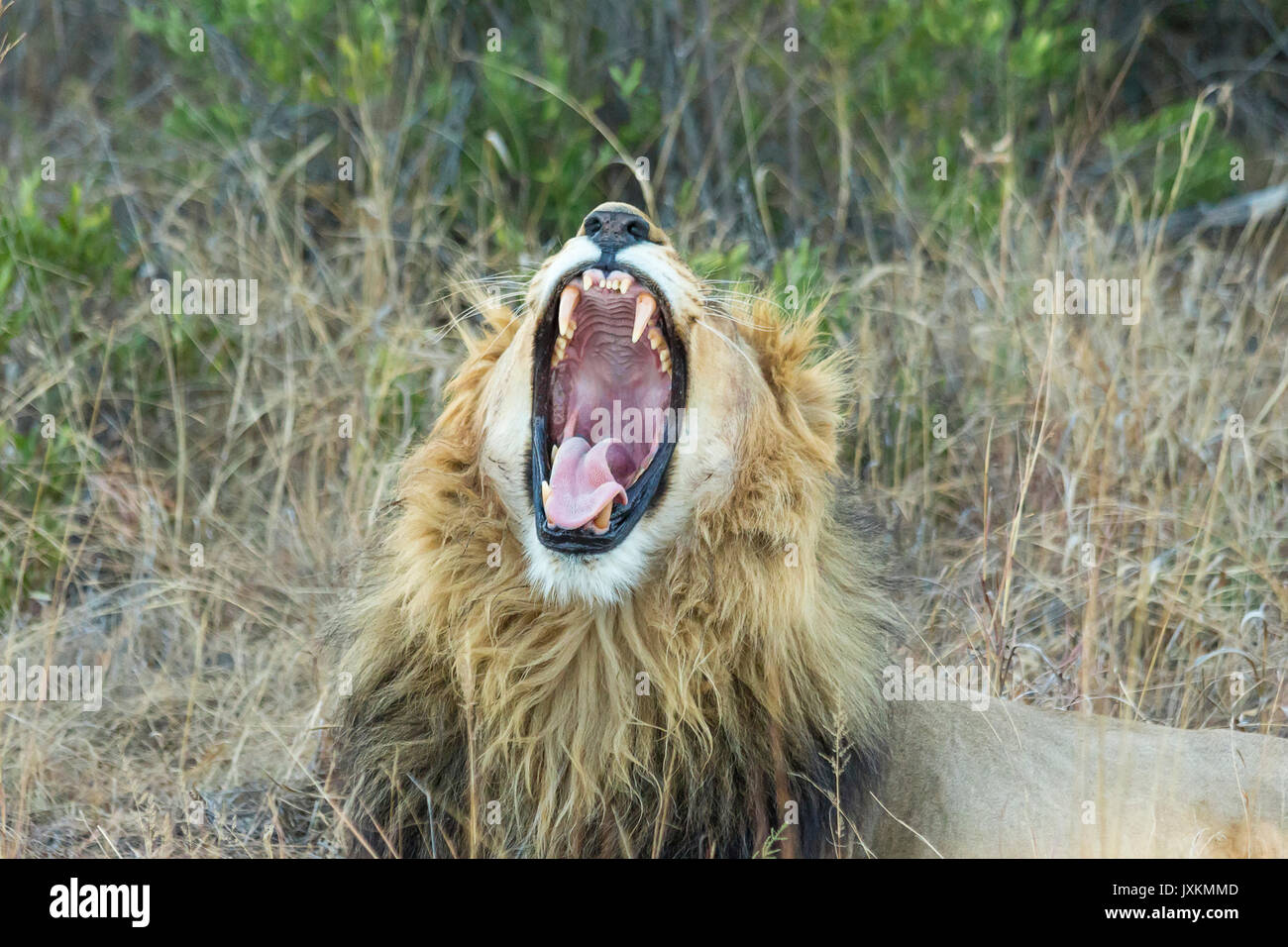 Angry male lion hi-res stock photography and images - Alamy