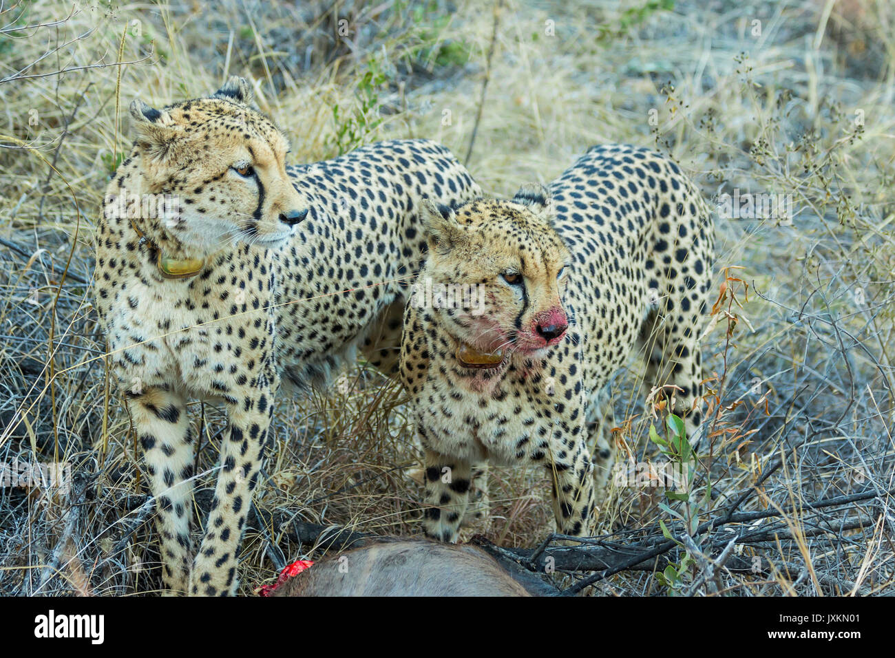 Two cheetahs on a wildebeest kill after hunting Stock Photo - Alamy