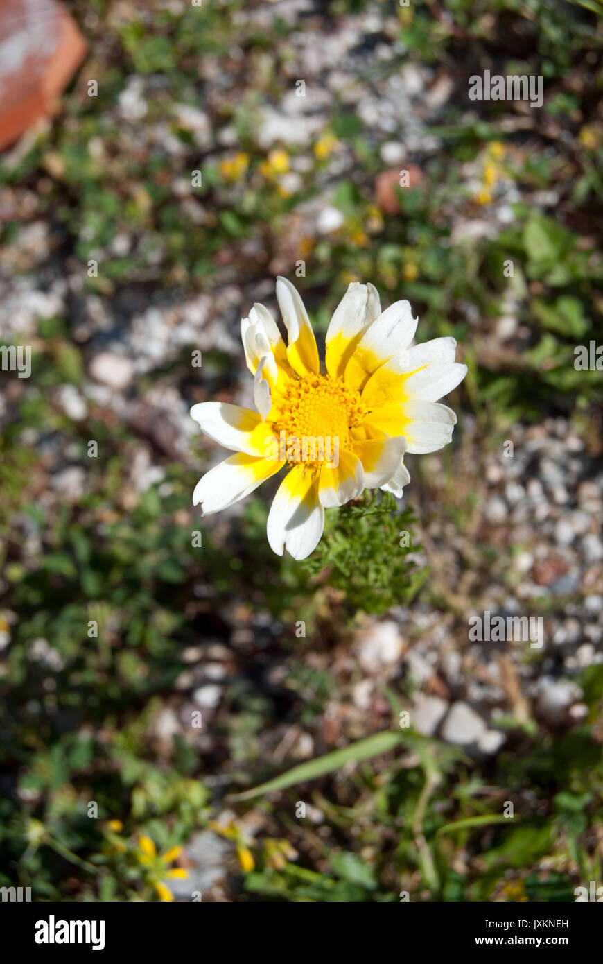 Greek botanic flowers hi-res stock photography and images - Alamy
