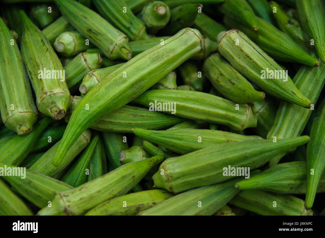 Food background - fresh okra plant. Display of fresh Abelmoschus ...