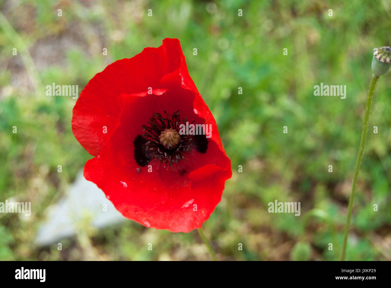 Flourishing poppy flower hi-res stock photography and images - Alamy