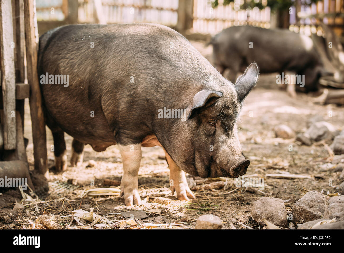 Household A Large Black Pig Itches About The Fence In Farm Yard. Pig ...