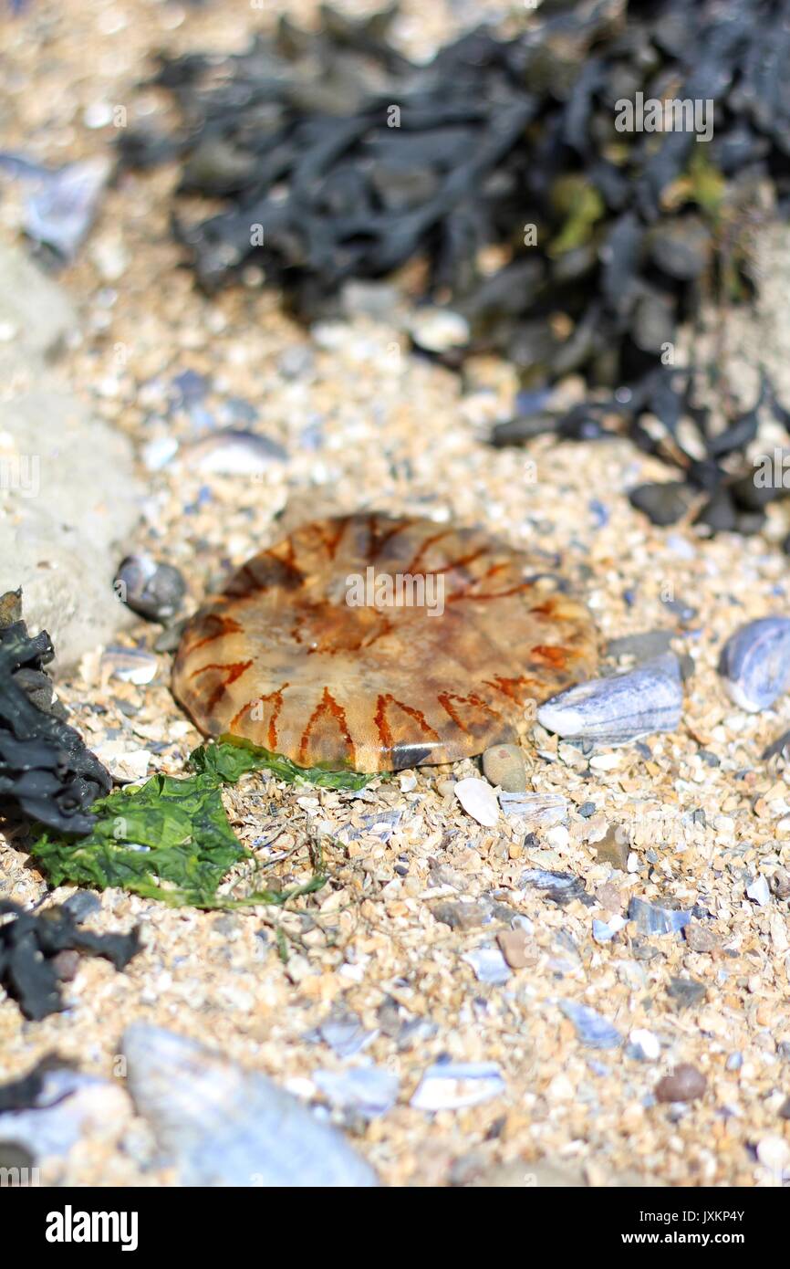Zoom on the beach hi-res stock photography and images - Alamy