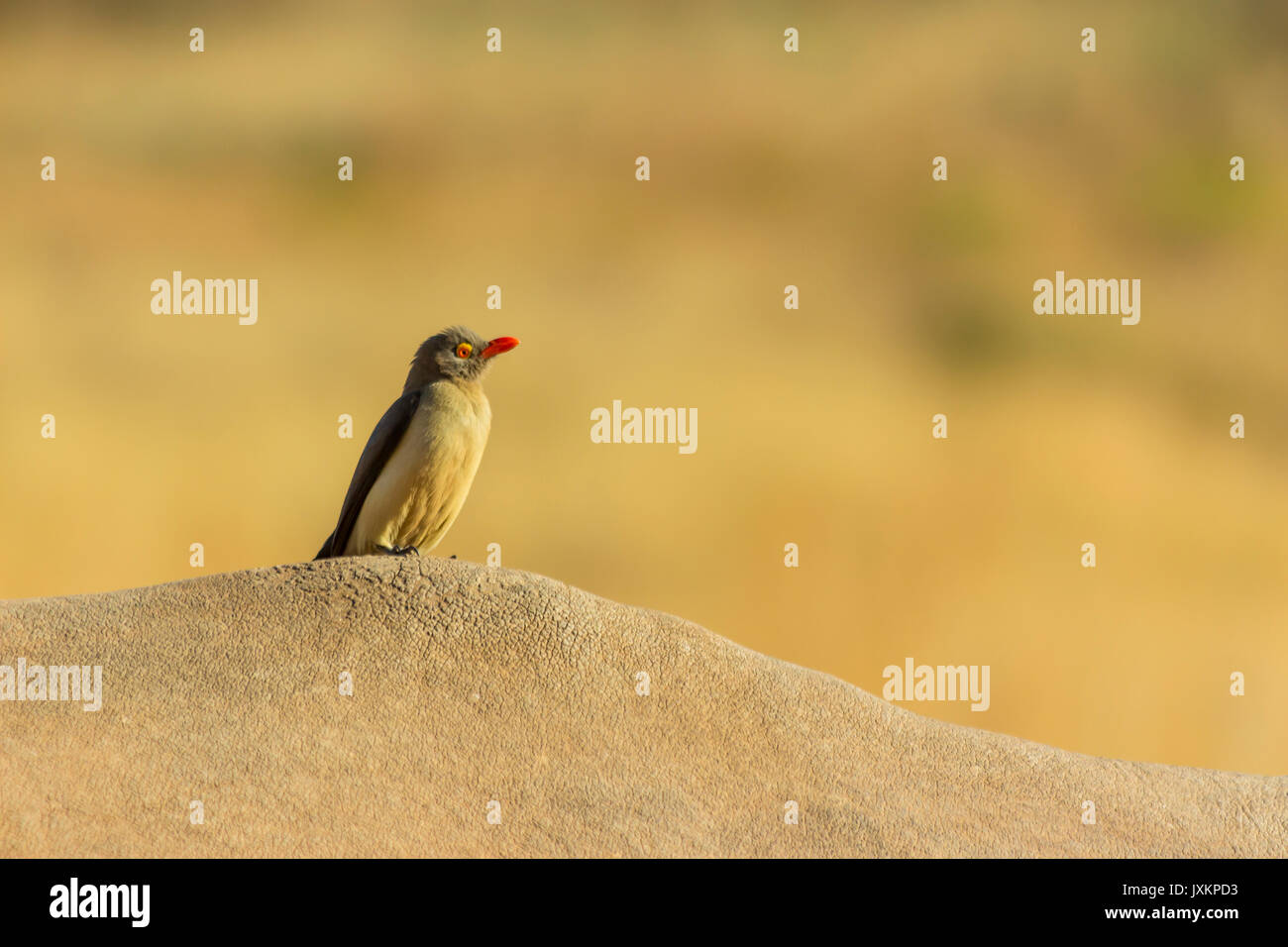 Baby black rhino oxpecker bird hi-res stock photography and images - Alamy