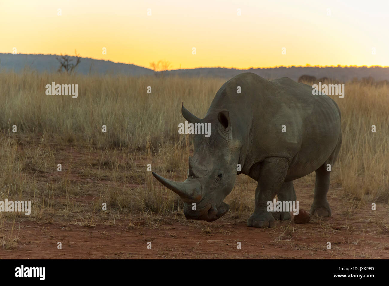 Rhino in the sunset hi-res stock photography and images - Alamy