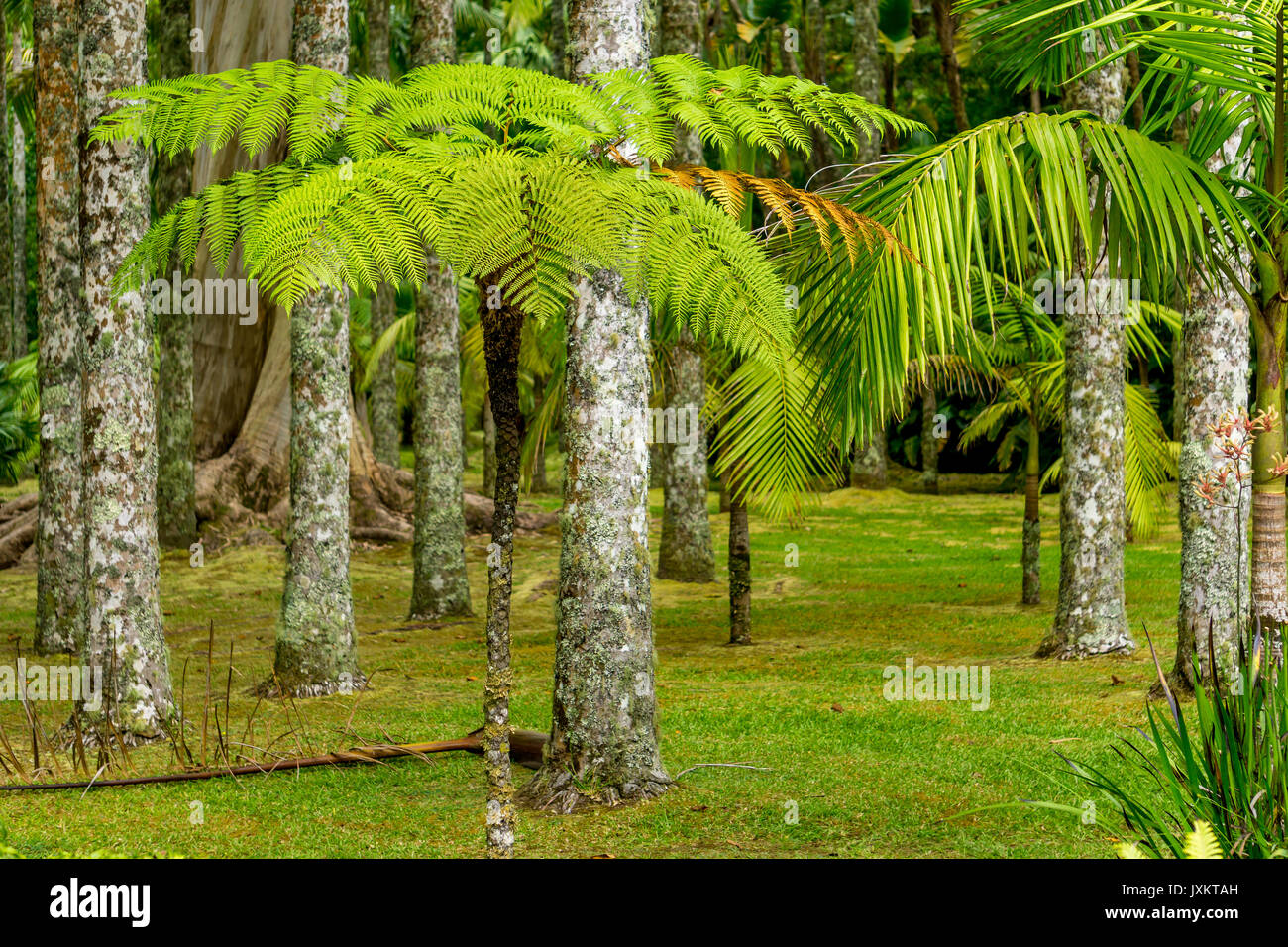 Fern trees growing in the forest of Parque Terra Nostra, Furnas, Sao ...
