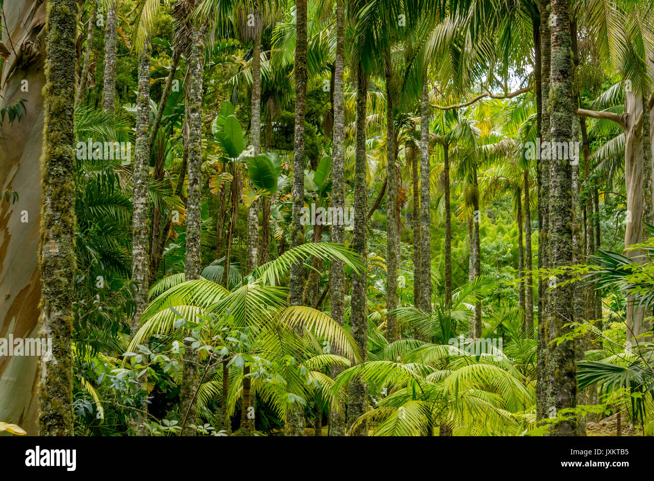 Fern trees growing in the forest of Parque Terra Nostra, Furnas, Sao ...