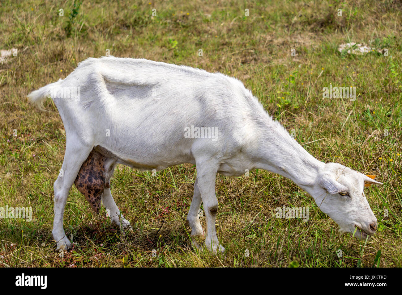 She Goat High Resolution Stock Photography and Images - Alamy