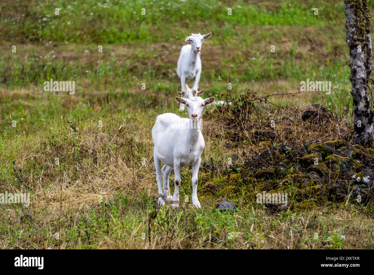 Goats looking hi-res stock photography and images - Alamy