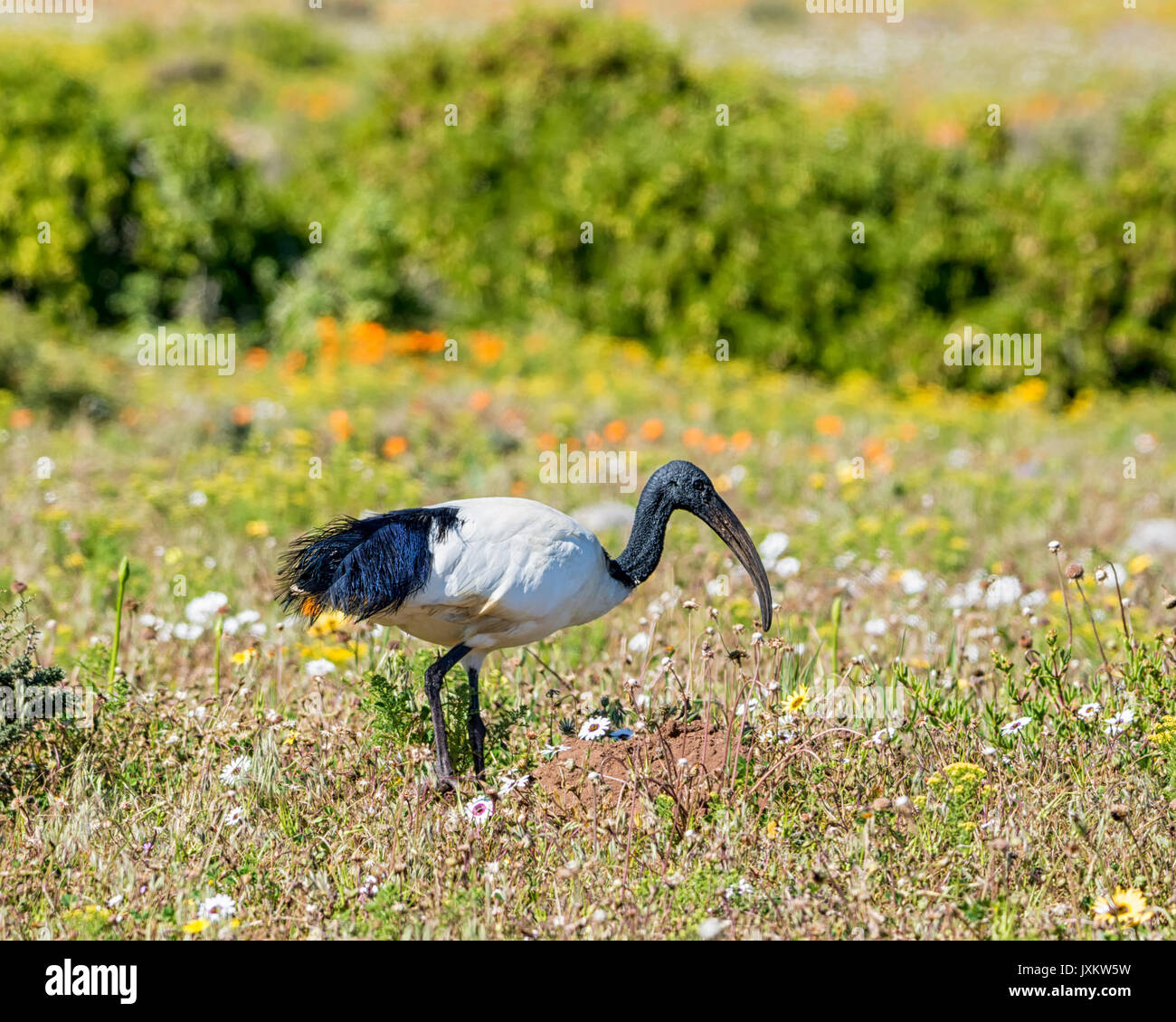 An African Sacred Ibis foraging in Spring flowers in Southern Africa ...