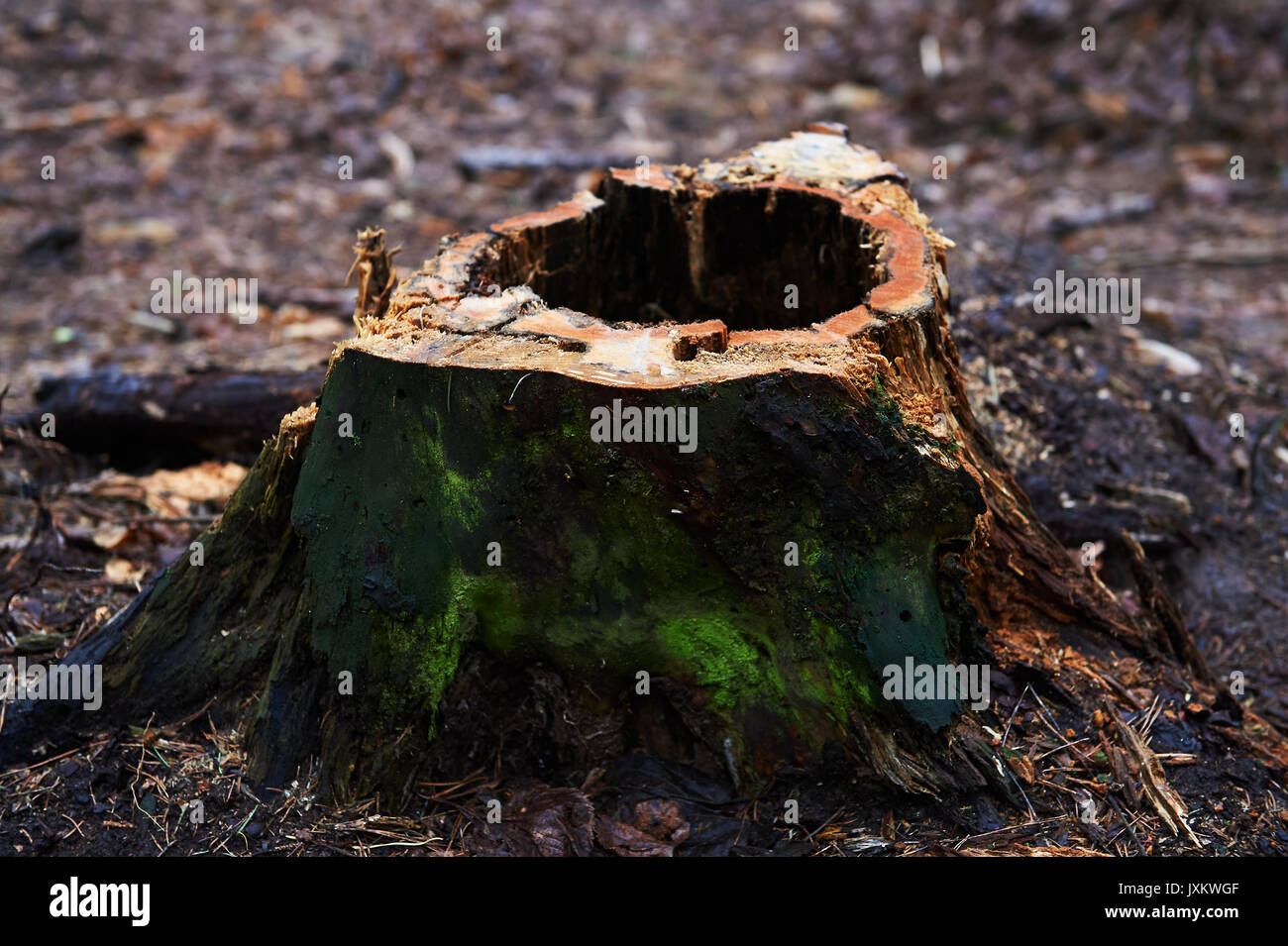 Stump with a hole ,rotten, standing in a Park or in a forest with pine ...