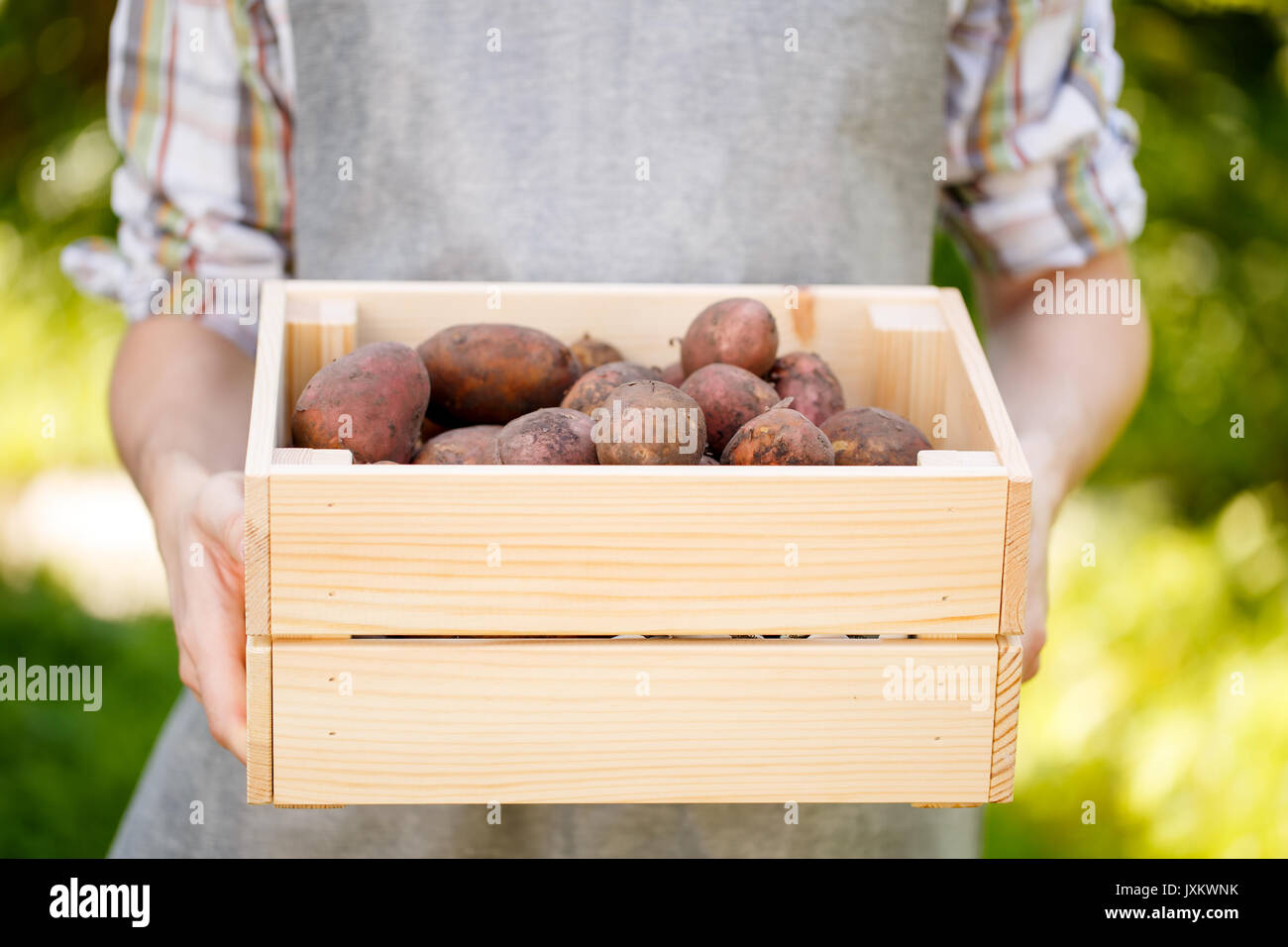 Man holding box with potatoes Stock Photo - Alamy