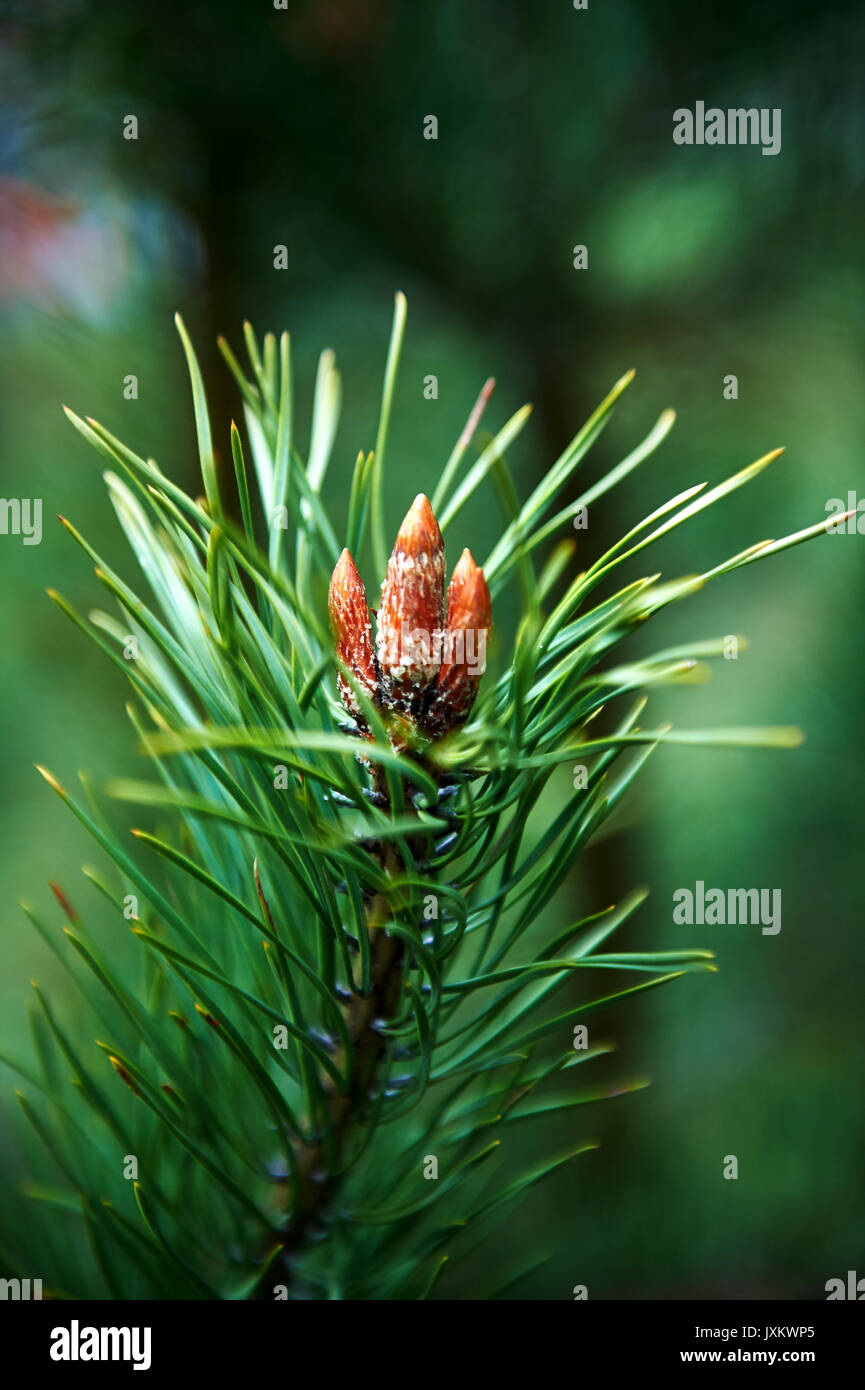Evergreen tree buds hi-res stock photography and images - Alamy