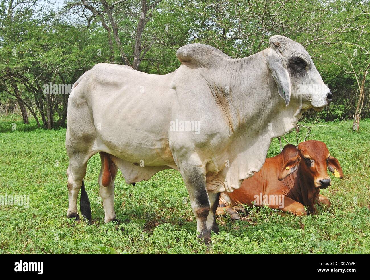 Brahman bull hi-res stock photography and images - Alamy
