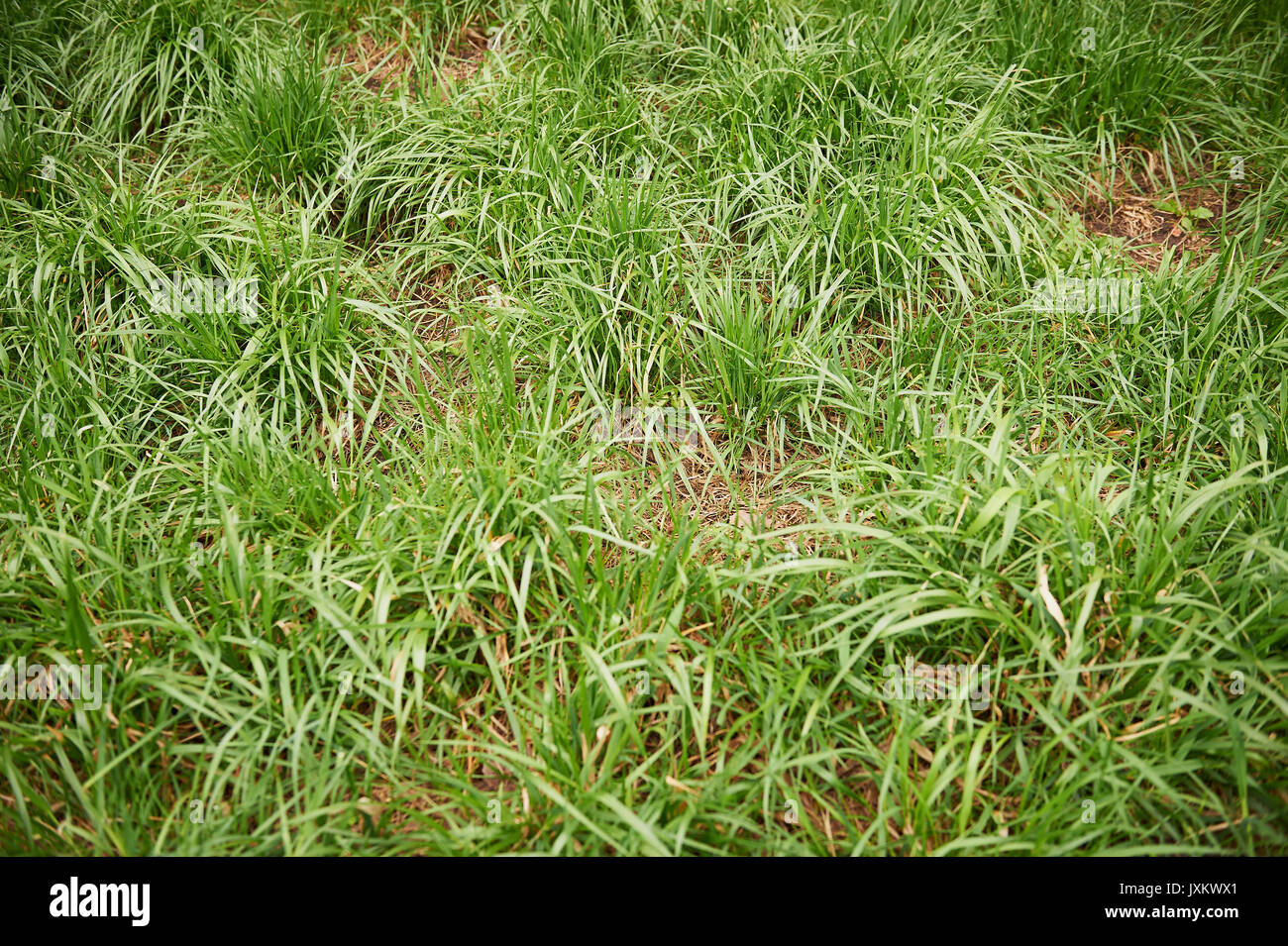 Texture green young grass. Long beams Stock Photo - Alamy