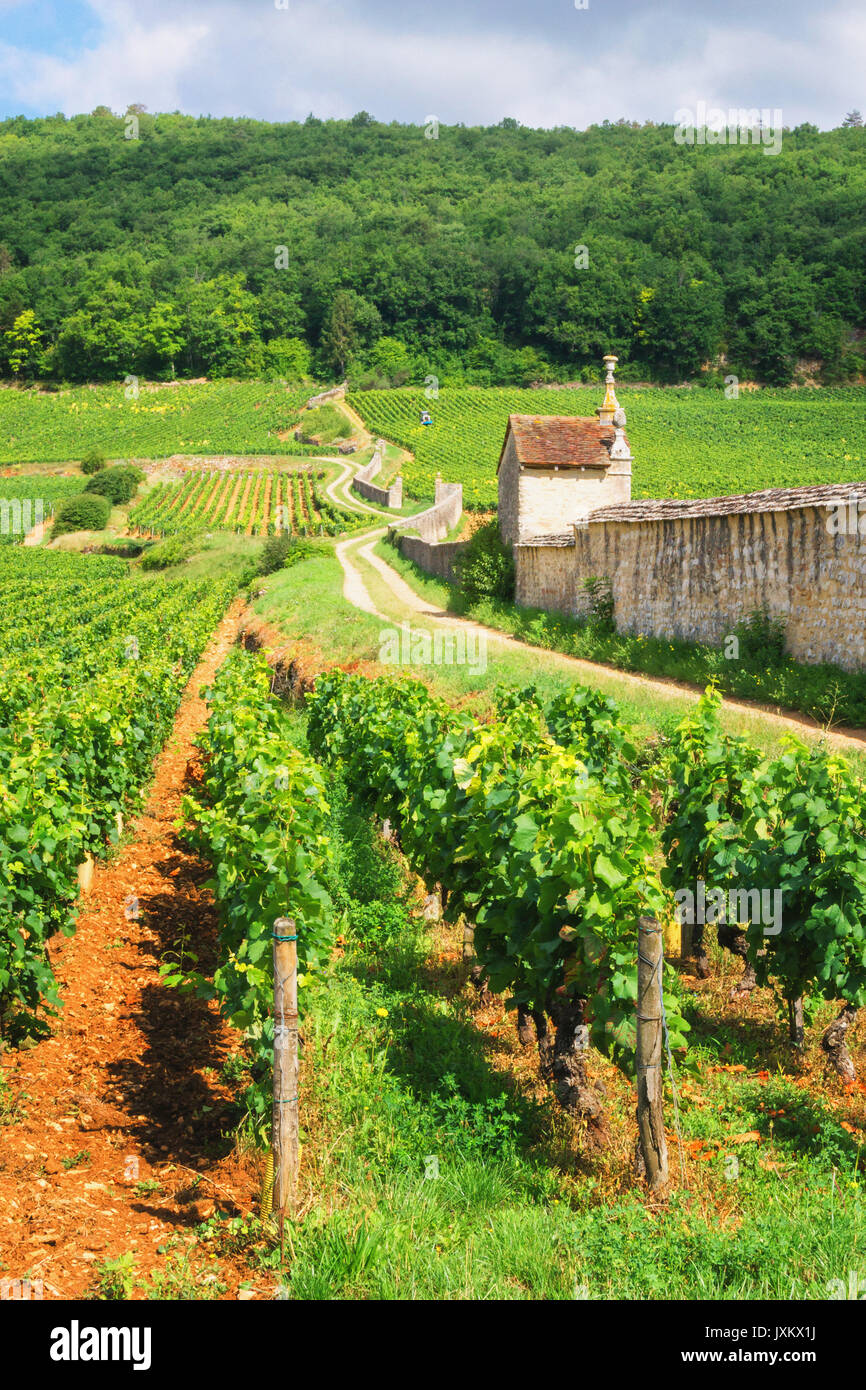 Bourgogne vineyard hi-res stock photography and images - Alamy