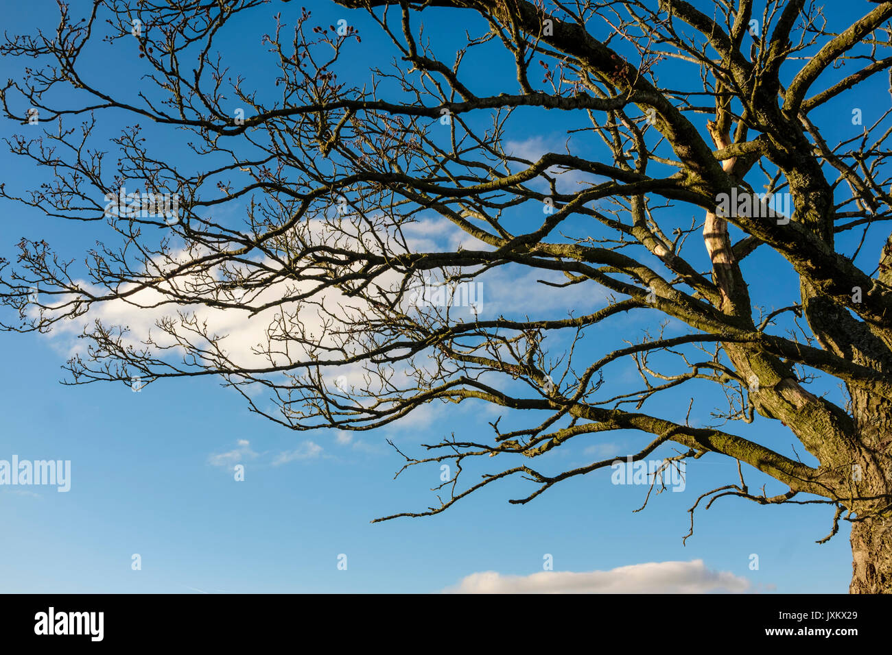 Architectural tree against a deep blue sky Stock Photo - Alamy