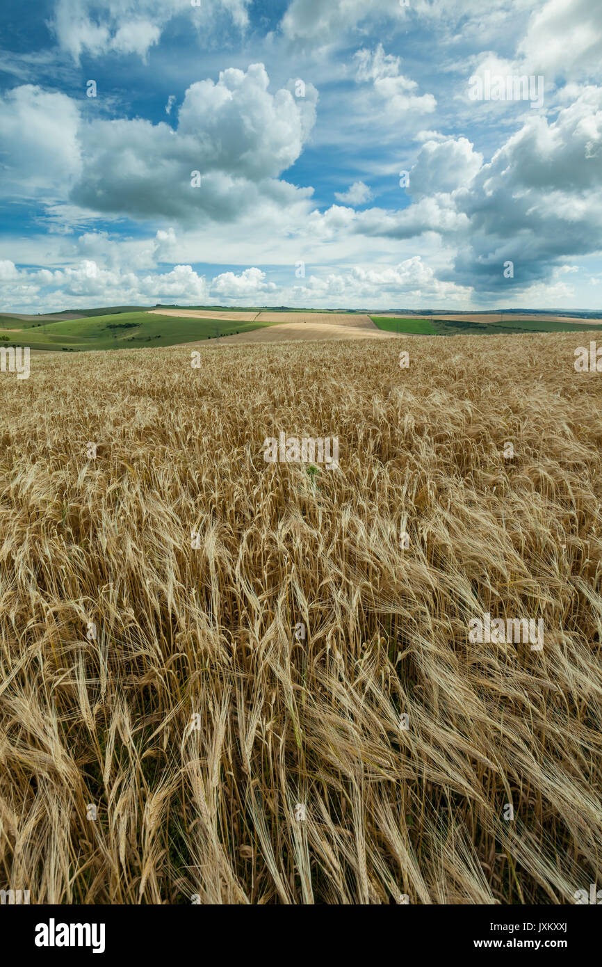 Barley field uk hi-res stock photography and images - Alamy