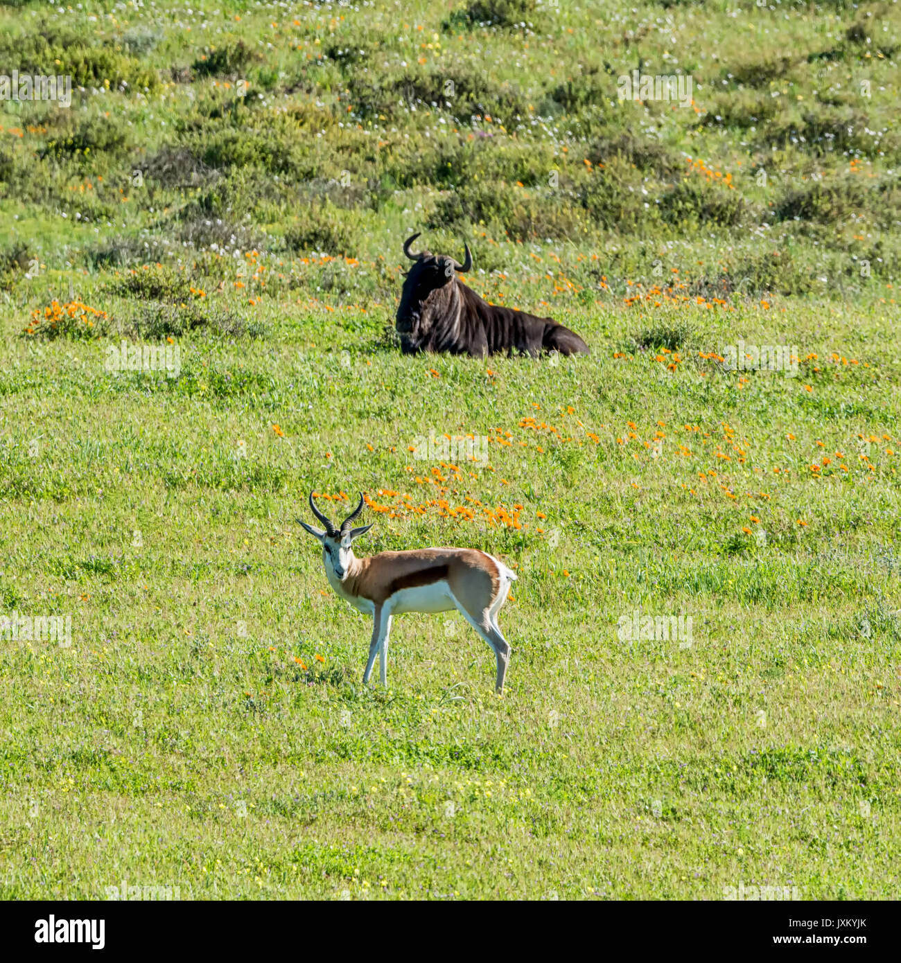 Springbok lying down hi-res stock photography and images - Alamy