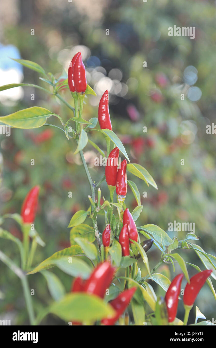 Chilli growing hi-res stock photography and images - Alamy