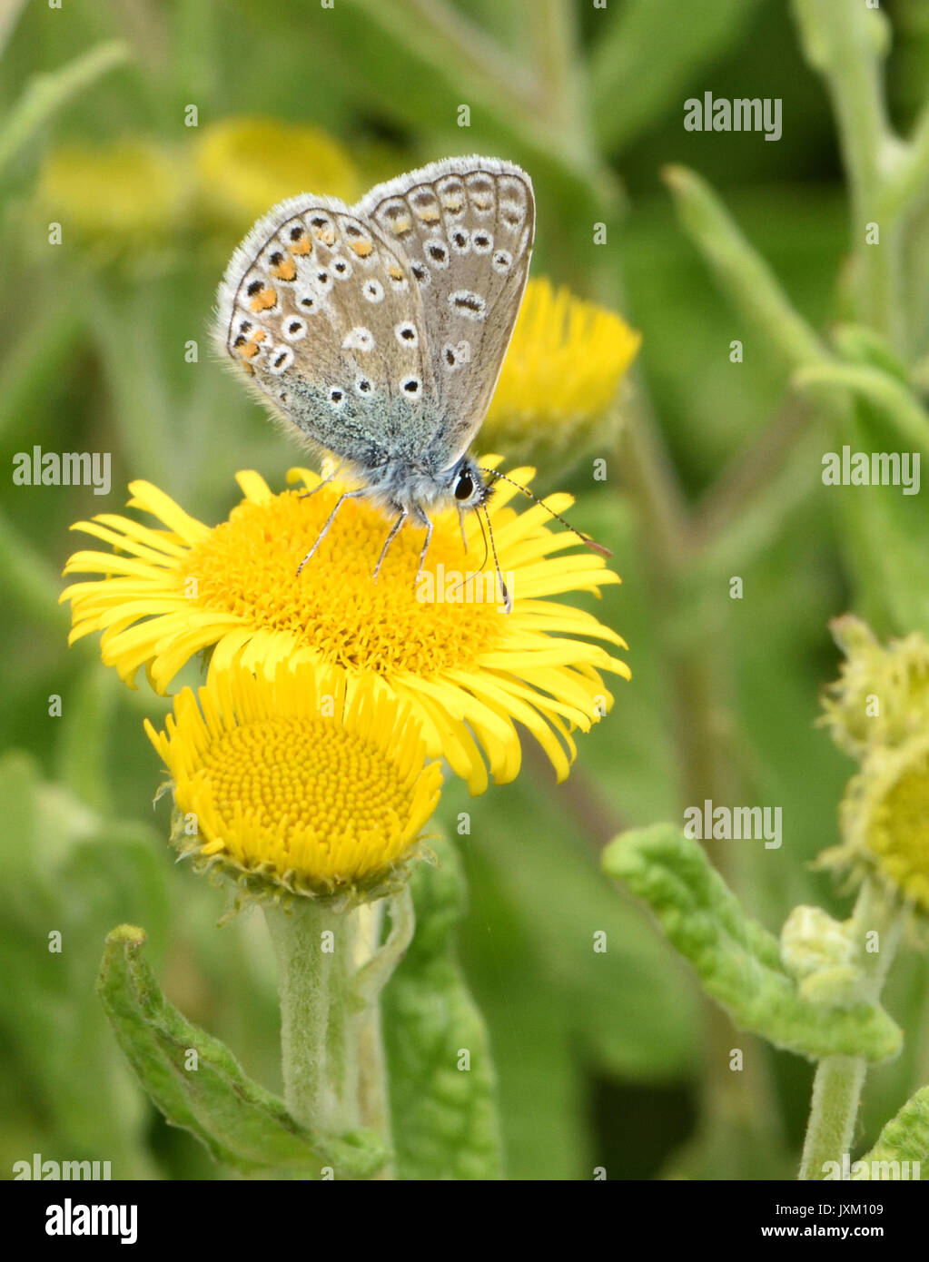 A male common blue butterfly (Polyommatus icarus) feeding with wings ...