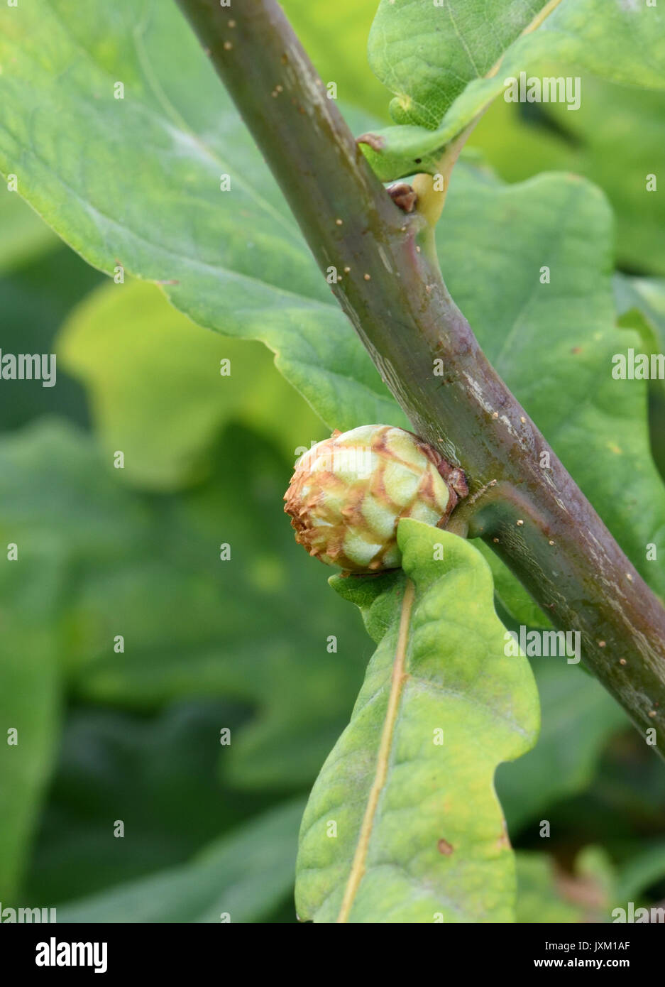 Galls uk oak gall uk hi-res stock photography and images - Alamy