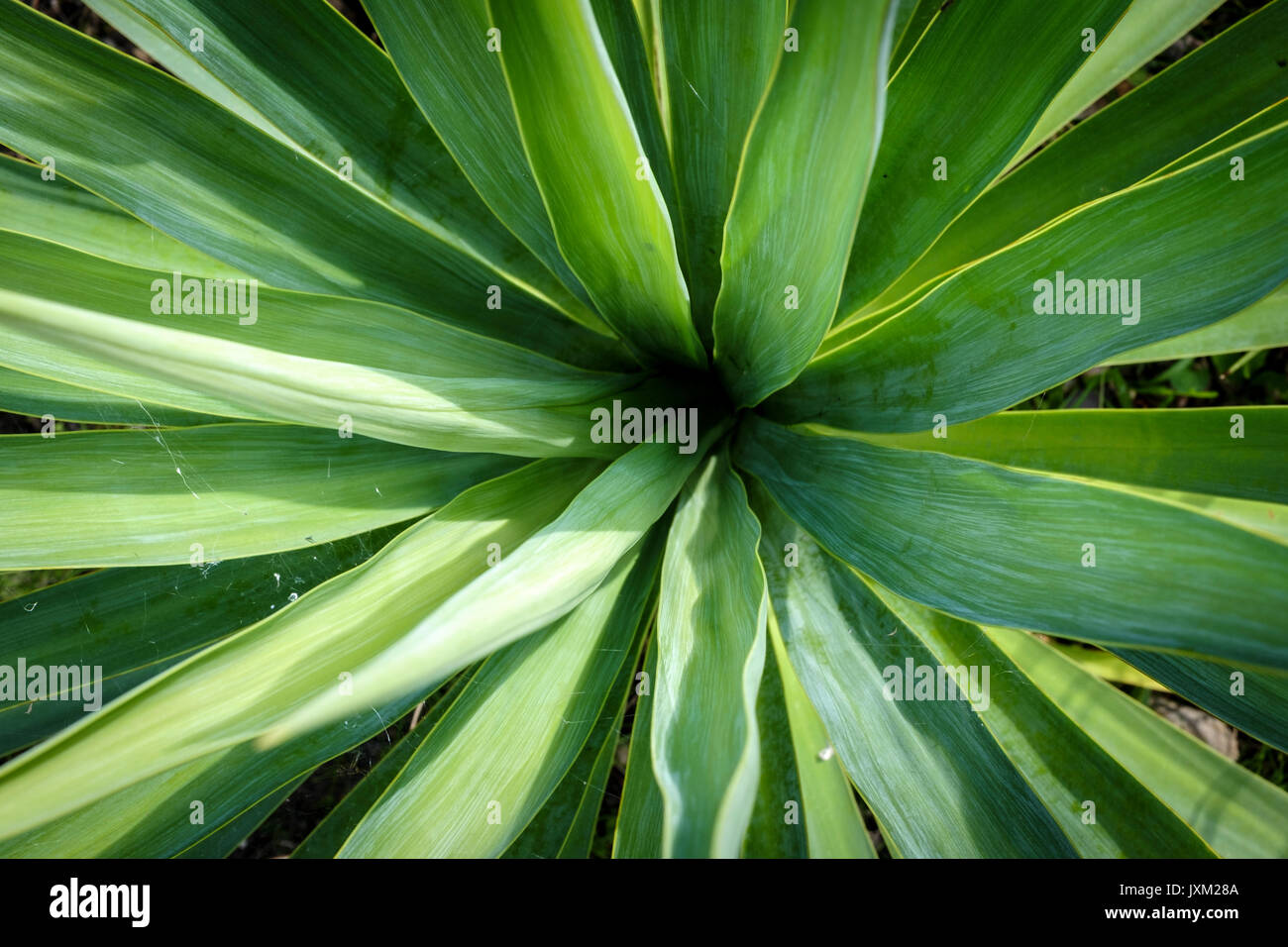 Spiky agave like plant Stock Photo - Alamy