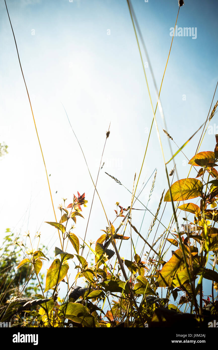 Plant, looking up from below towards the sky Stock Photo - Alamy