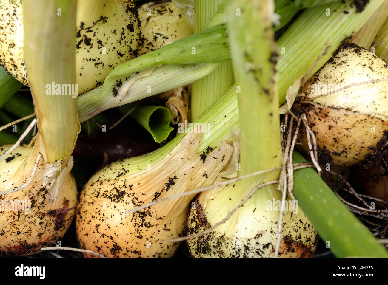 Row of homegrown onions after picking. Drying out ready for storage ...