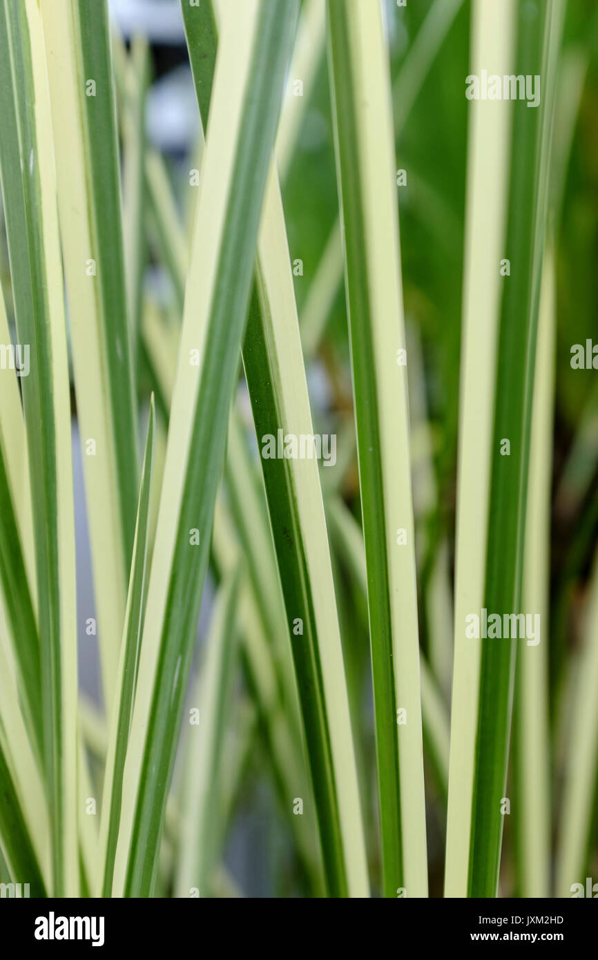 Striped vertical grasses Stock Photo - Alamy