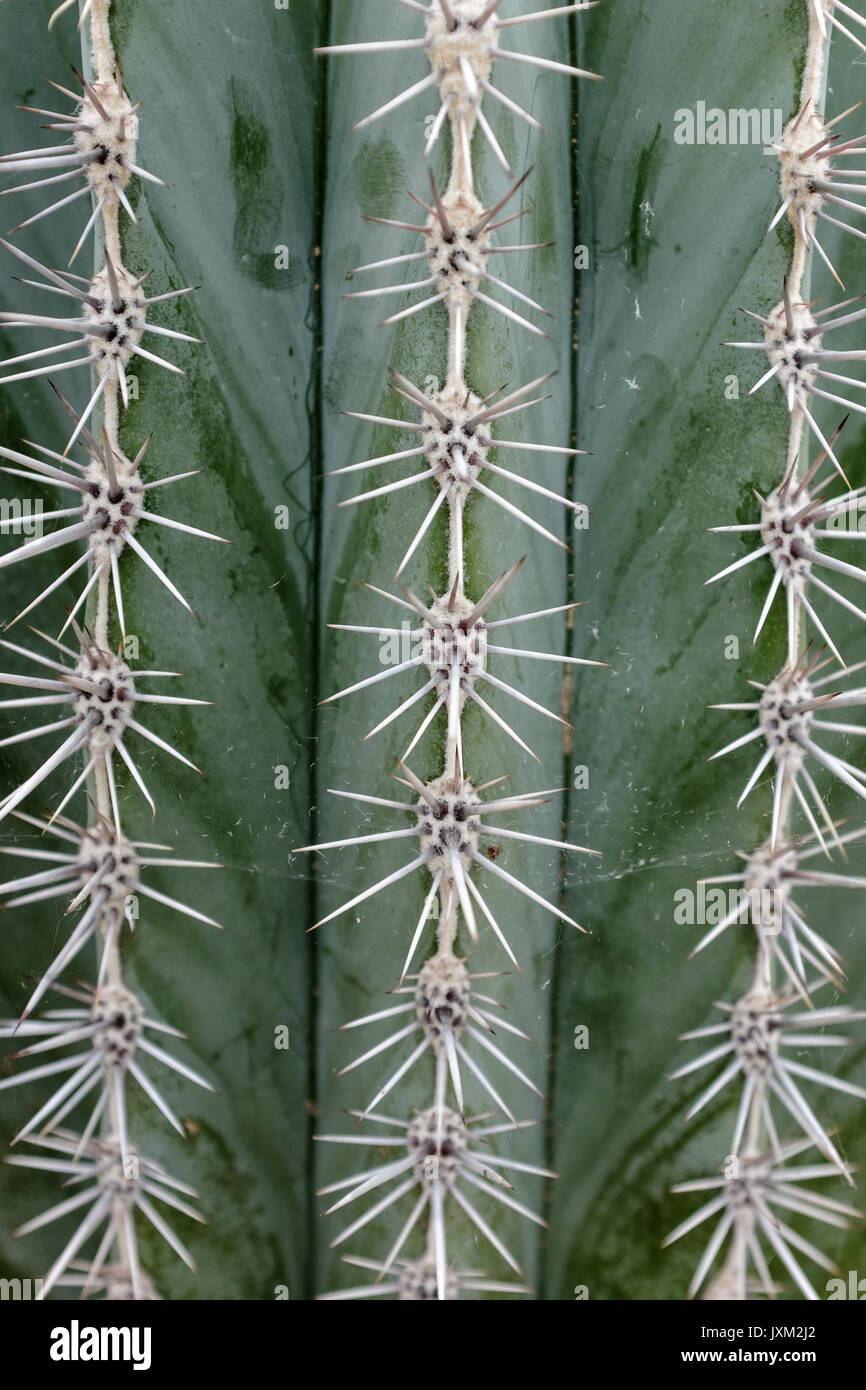 Pachycereus pringlei cactus Stock Photo - Alamy
