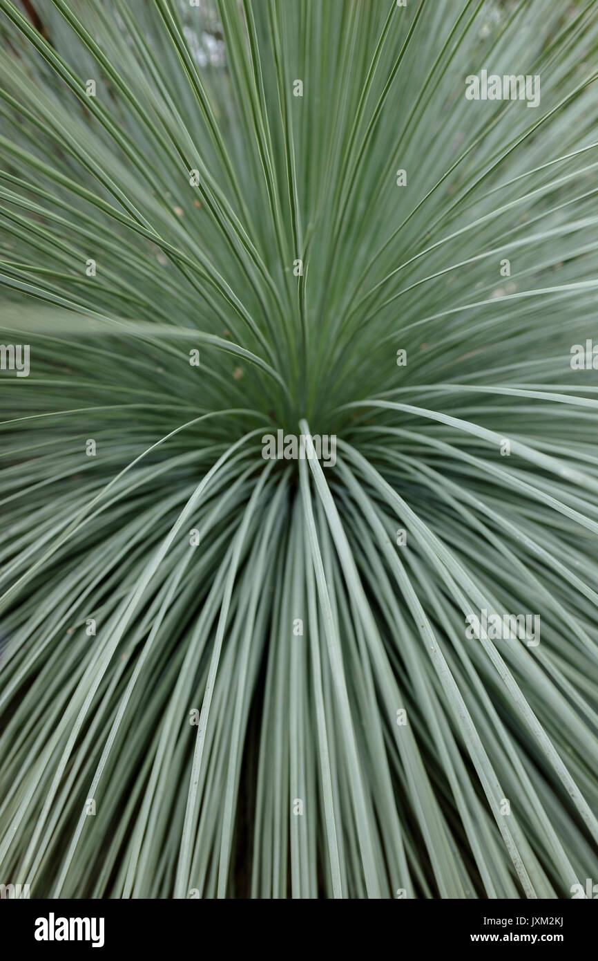 Delicate spiky leaved foliage, blue green colour Stock Photo - Alamy