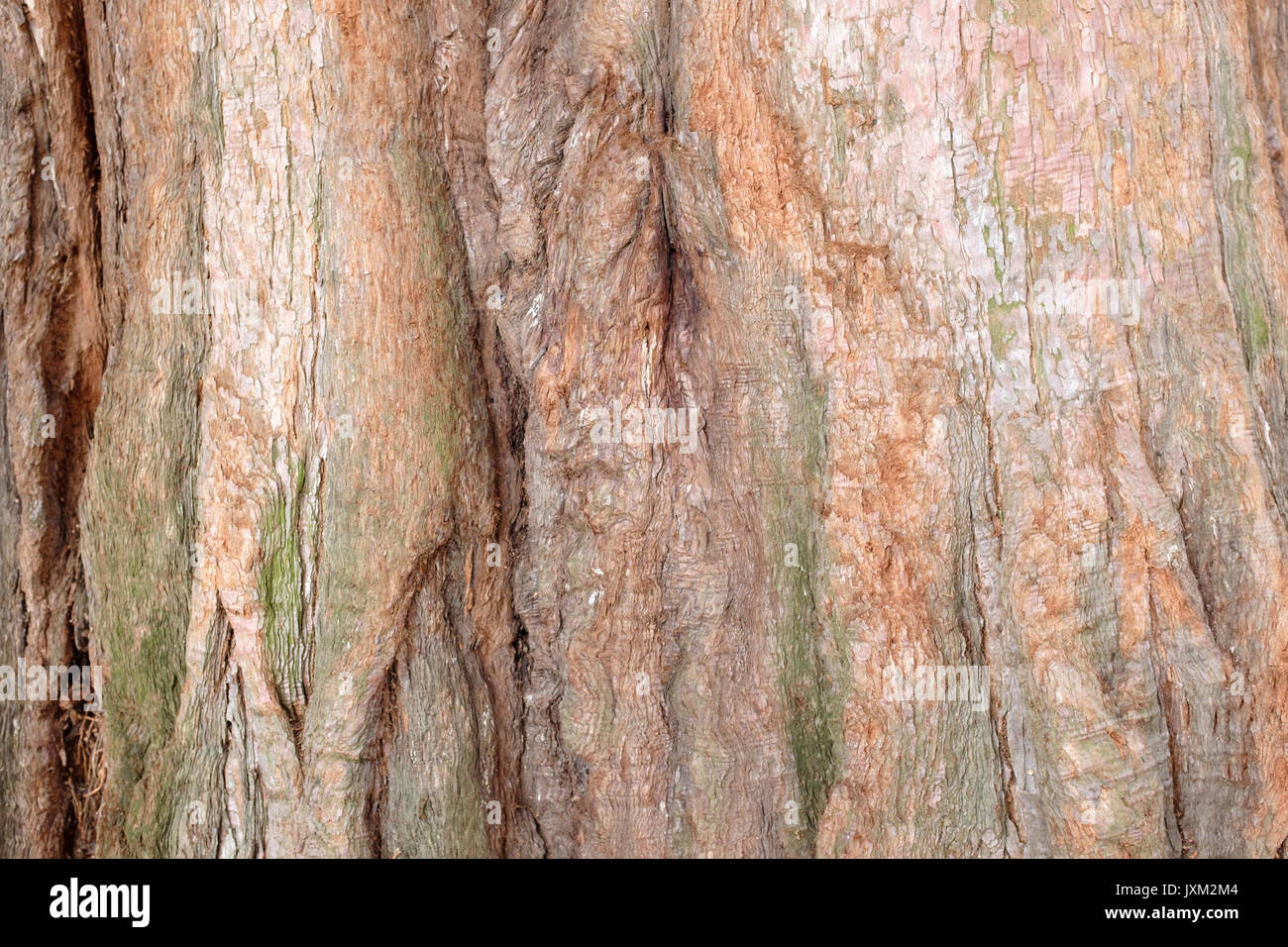 Knarled wood hi-res stock photography and images - Alamy
