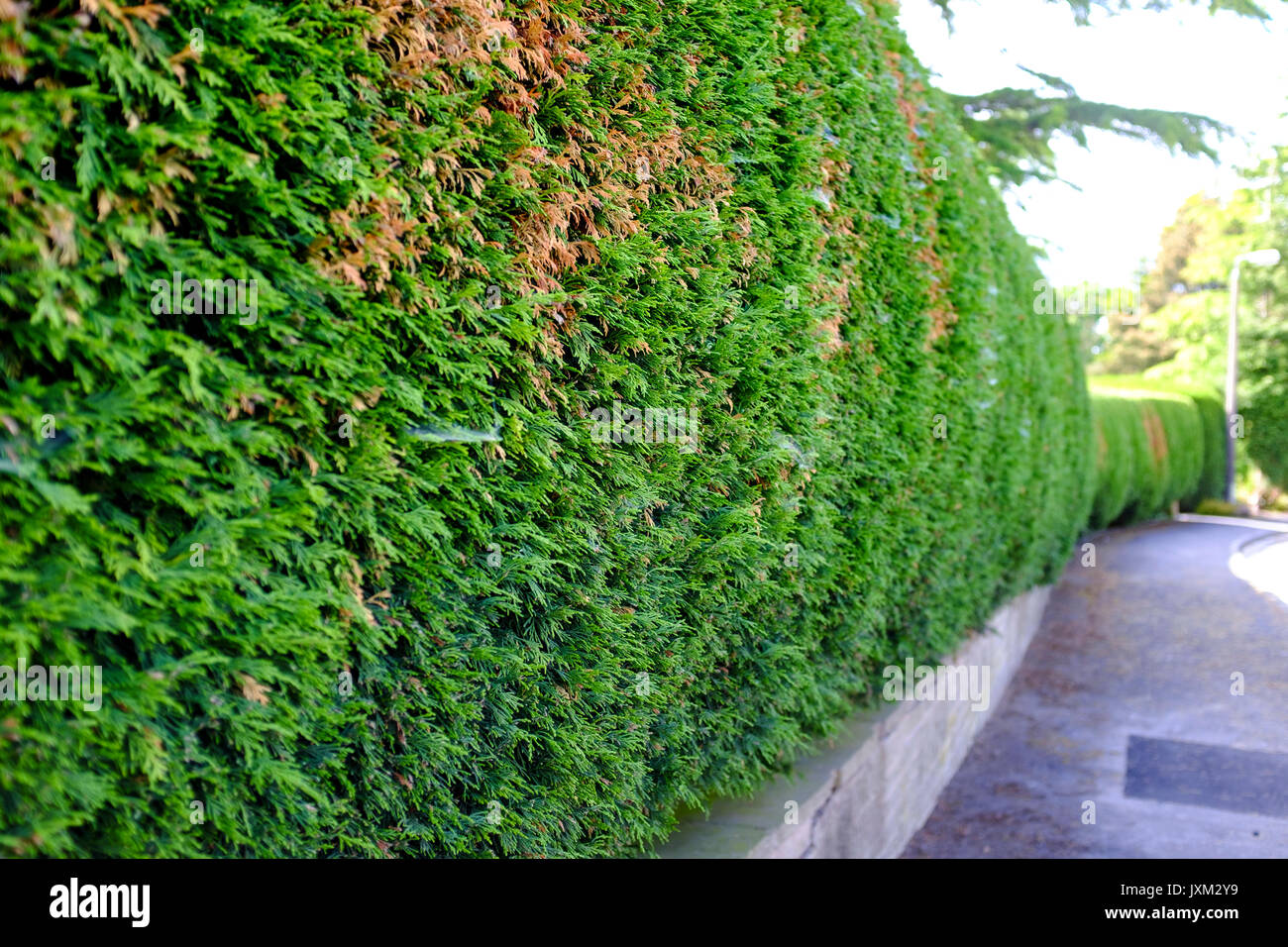 Long evergreen hedge hi-res stock photography and images - Alamy