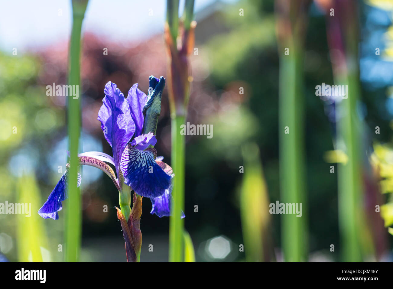 Bog Violet High Resolution Stock Photography and Images - Alamy