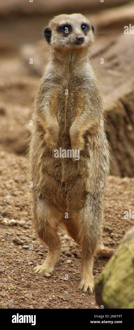 Smiling meerkat hi-res stock photography and images - Alamy