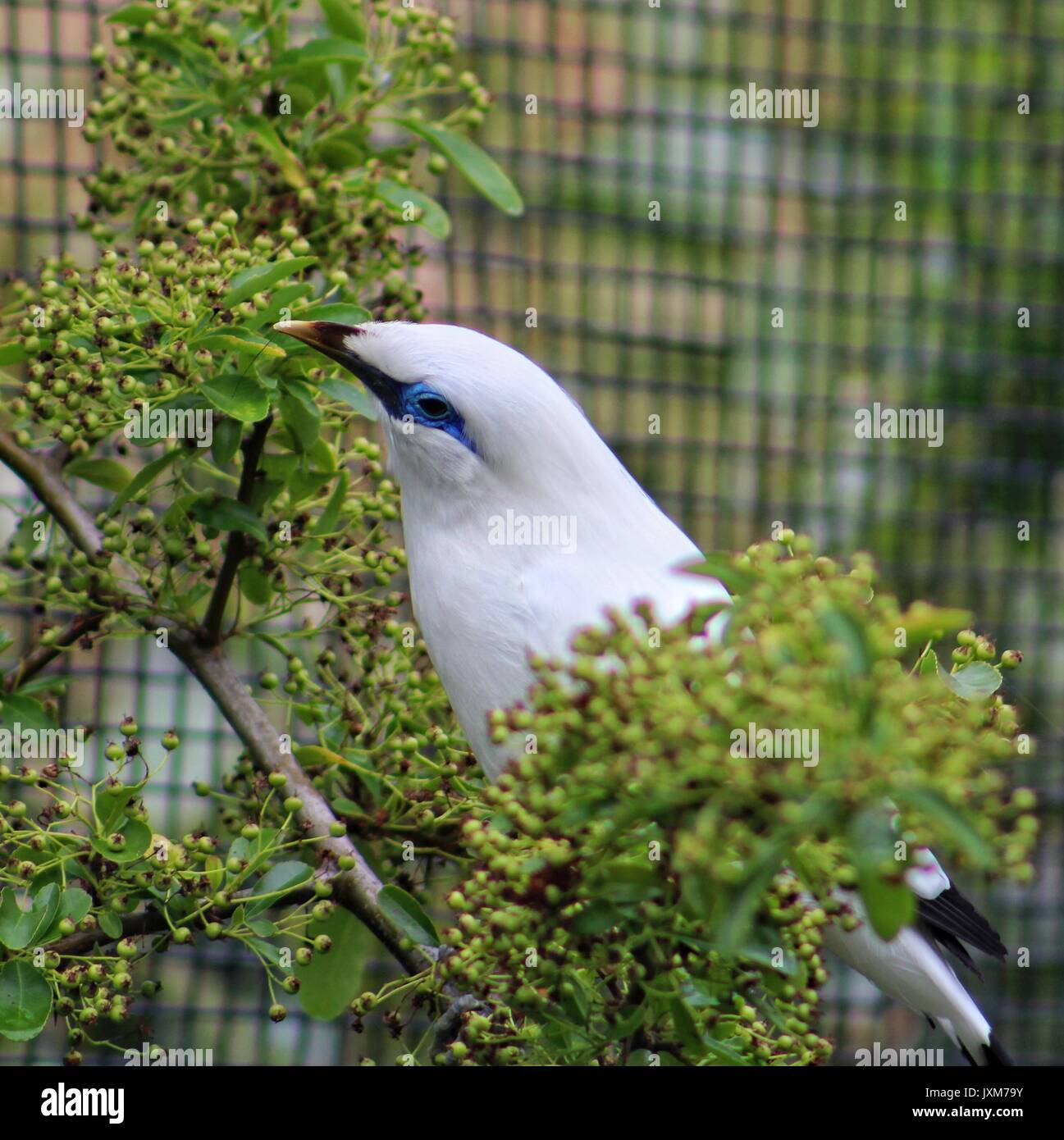 Bird, Birds, Bird Photography Stock Photo - Alamy