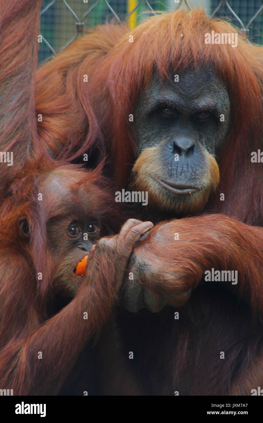 Sumatran orangutan hi-res stock photography and images - Alamy
