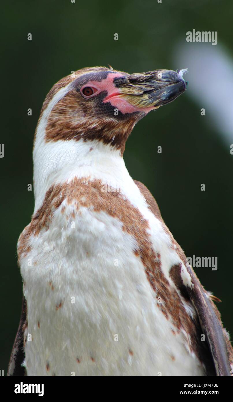 Penguin camera hi-res stock photography and images - Alamy