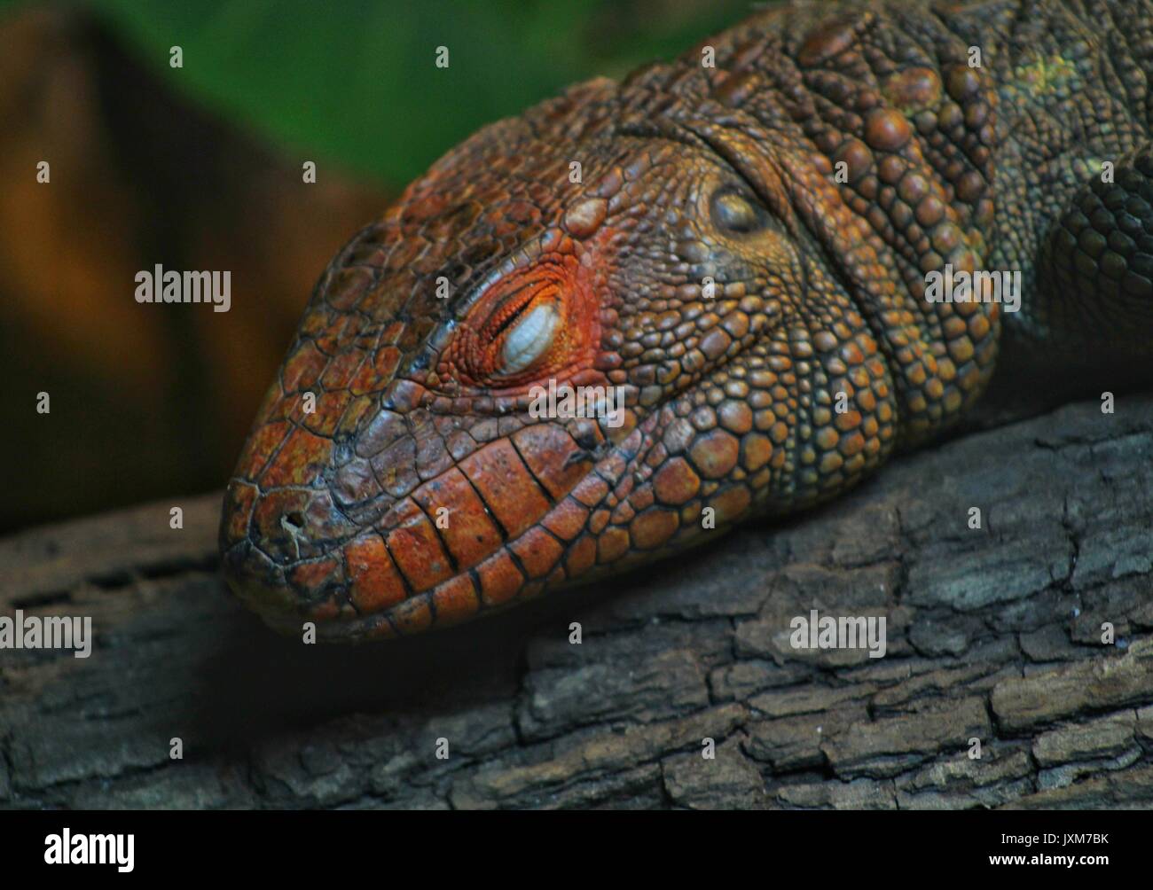 Shiny lizard hi-res stock photography and images - Alamy