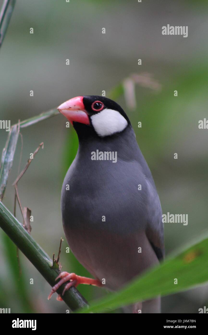Uk finch flying hi-res stock photography and images - Alamy