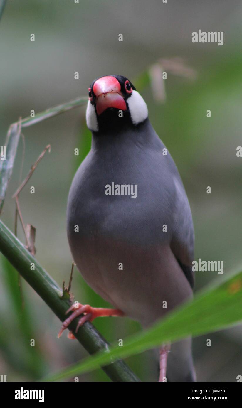 Zoom bird hi-res stock photography and images - Alamy