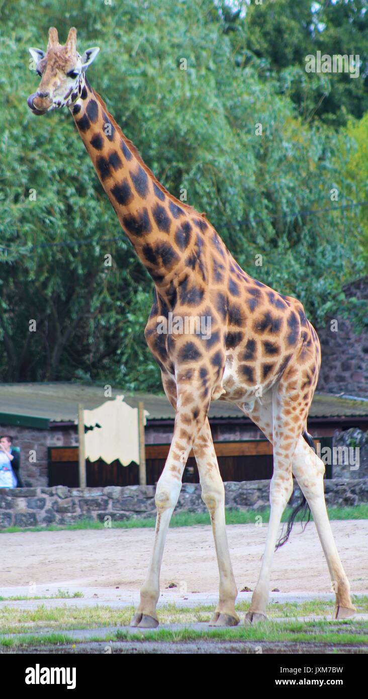 Giraffe photography hi-res stock photography and images - Alamy