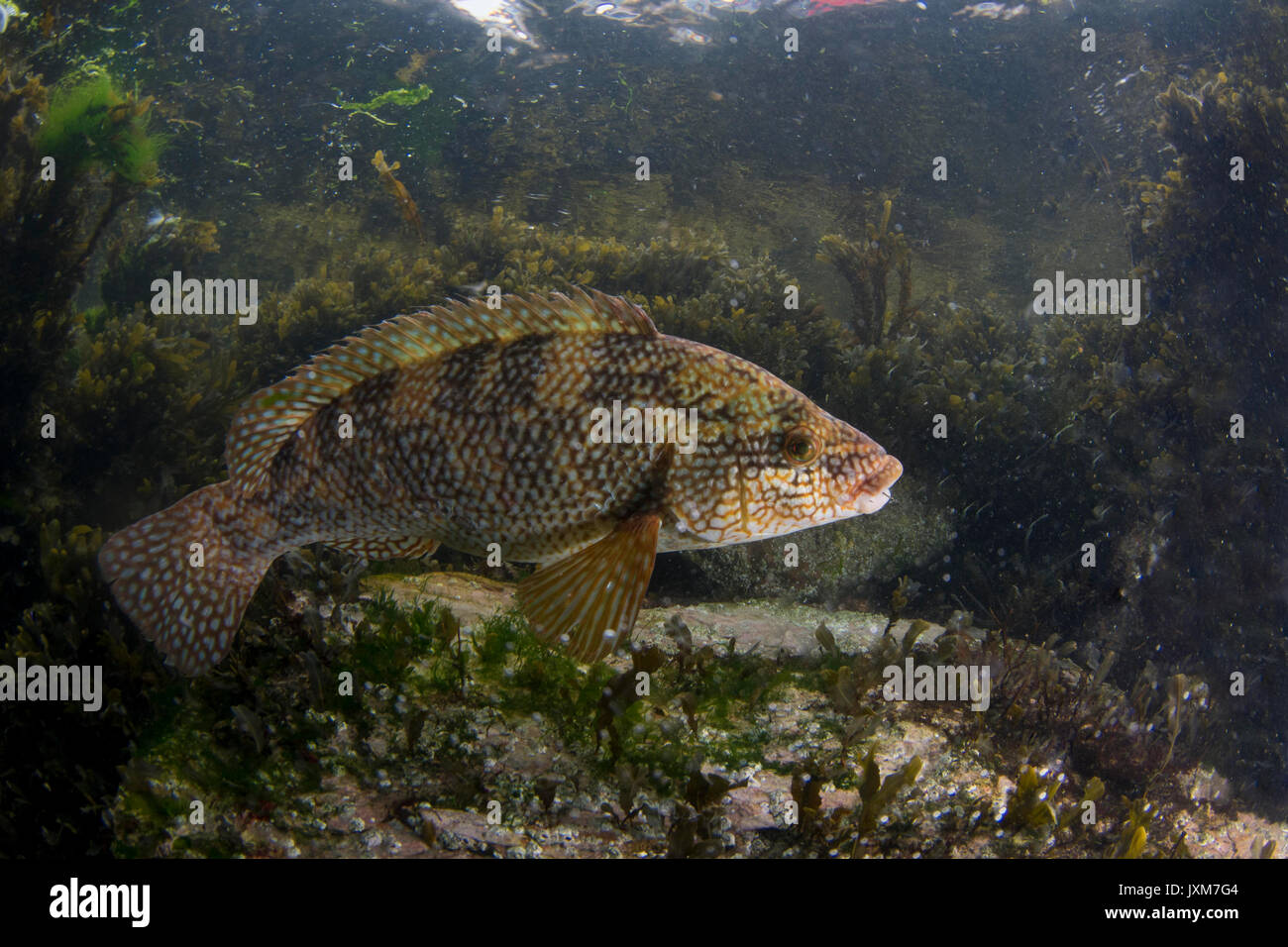 Seaweed underwater uk hi-res stock photography and images - Alamy
