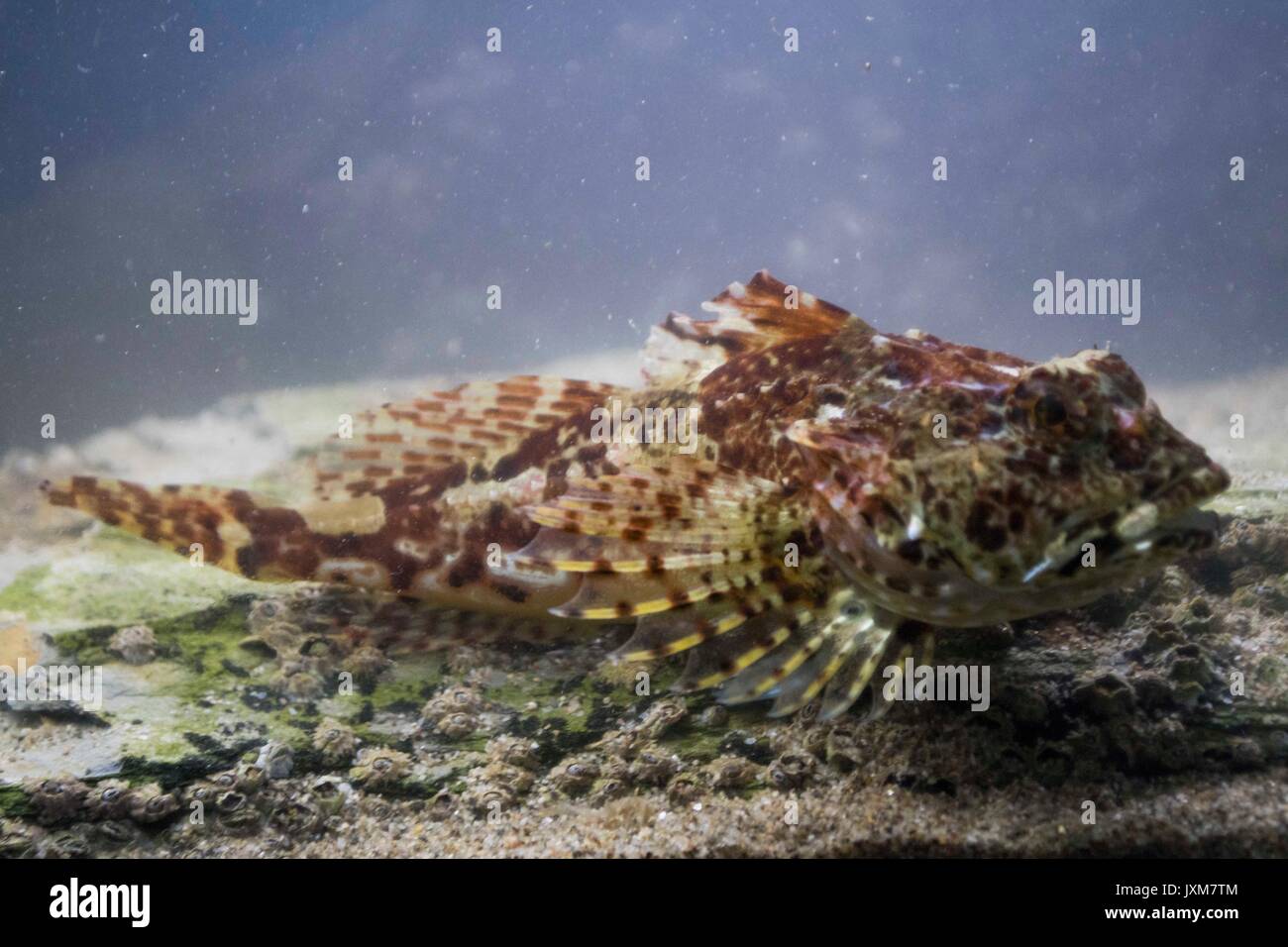 Granny fish hi-res stock photography and images - Alamy