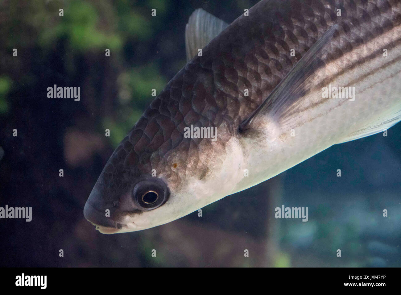 Thick Lipped Mullet (Chelon labrosus) , Adult, Shoal ,Bristol Aquarium ...