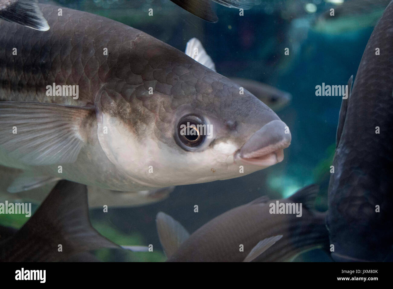 Thick lipped mullet chelon labrosus hi-res stock photography and images ...