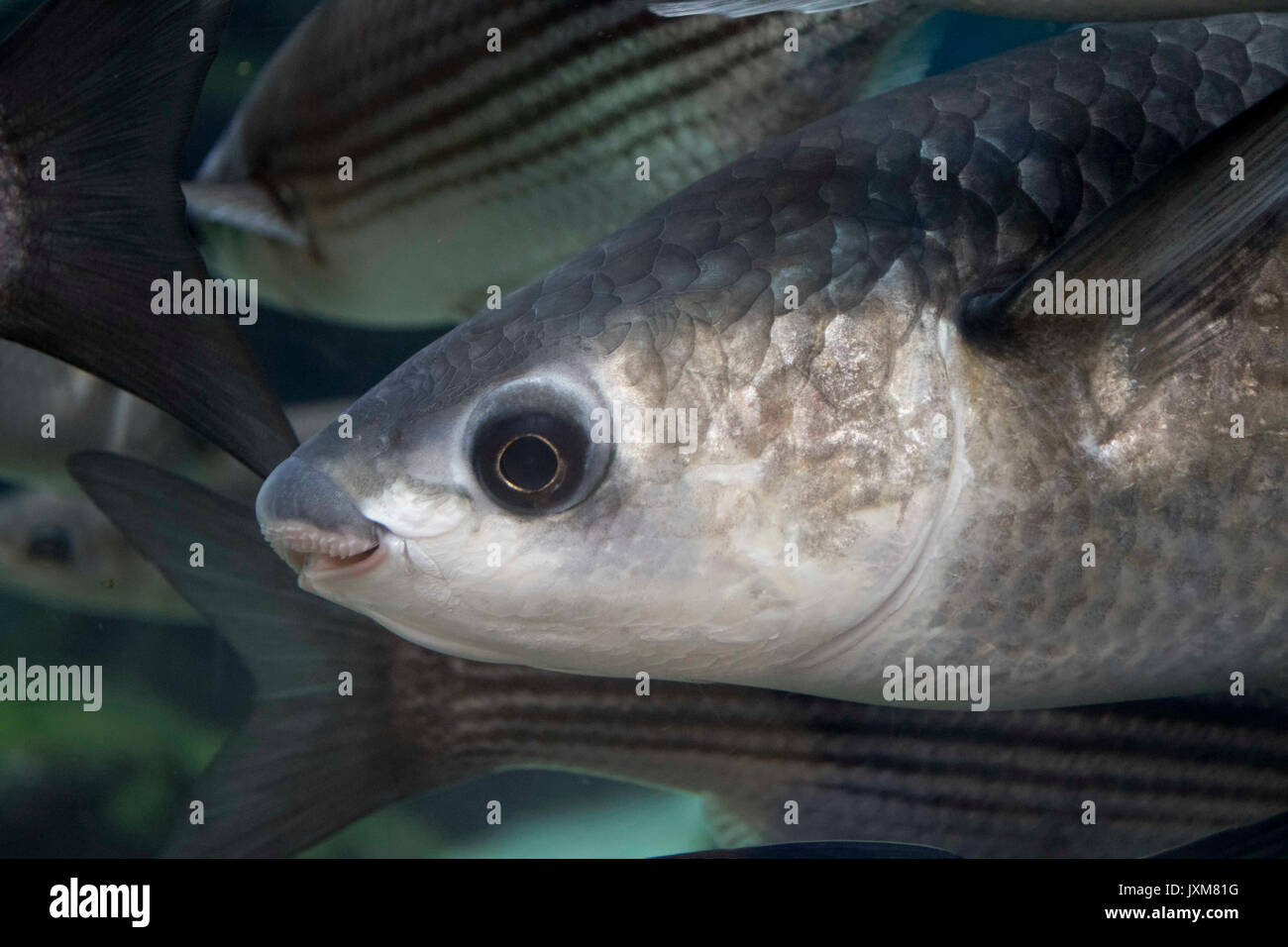 Thick lipped mullet hi-res stock photography and images - Alamy