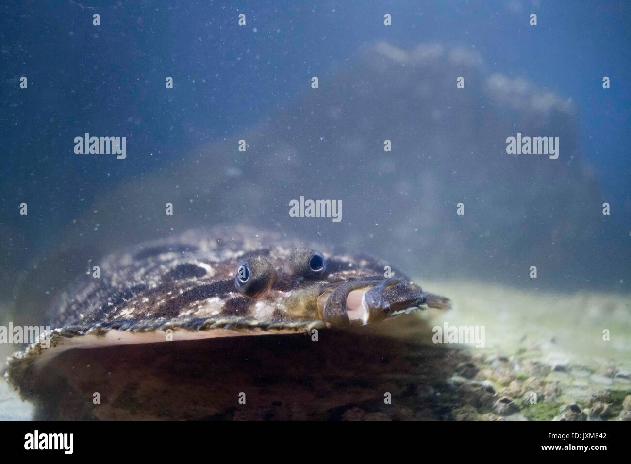 Topknot (Zeugopterus punctatus) , Adult, camoflaged on the rocks ,Fowey ...